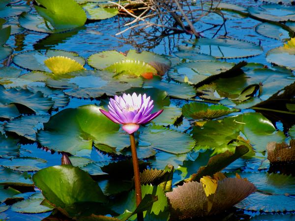 Waterlily or Nymphaea nouchali | Online Flower Garden