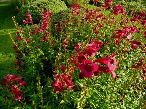 Penstemon 'Rich Ruby’ | Online Flower Garden
