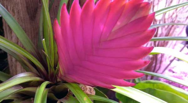 Tillandsia cyanea | | Online Flower Garden
